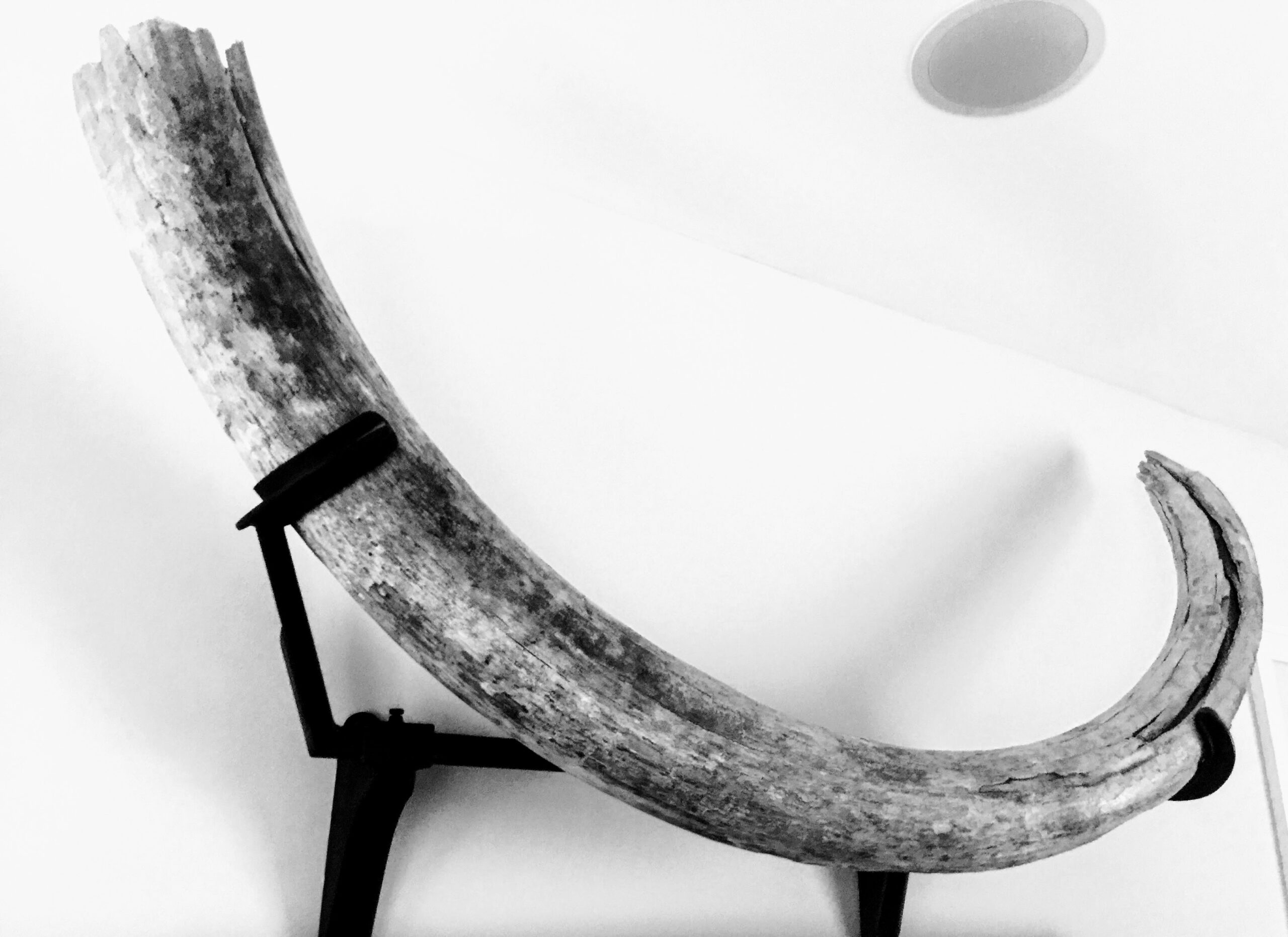 Good god!! Is this the other Tusk? - The Cosmic Tusk