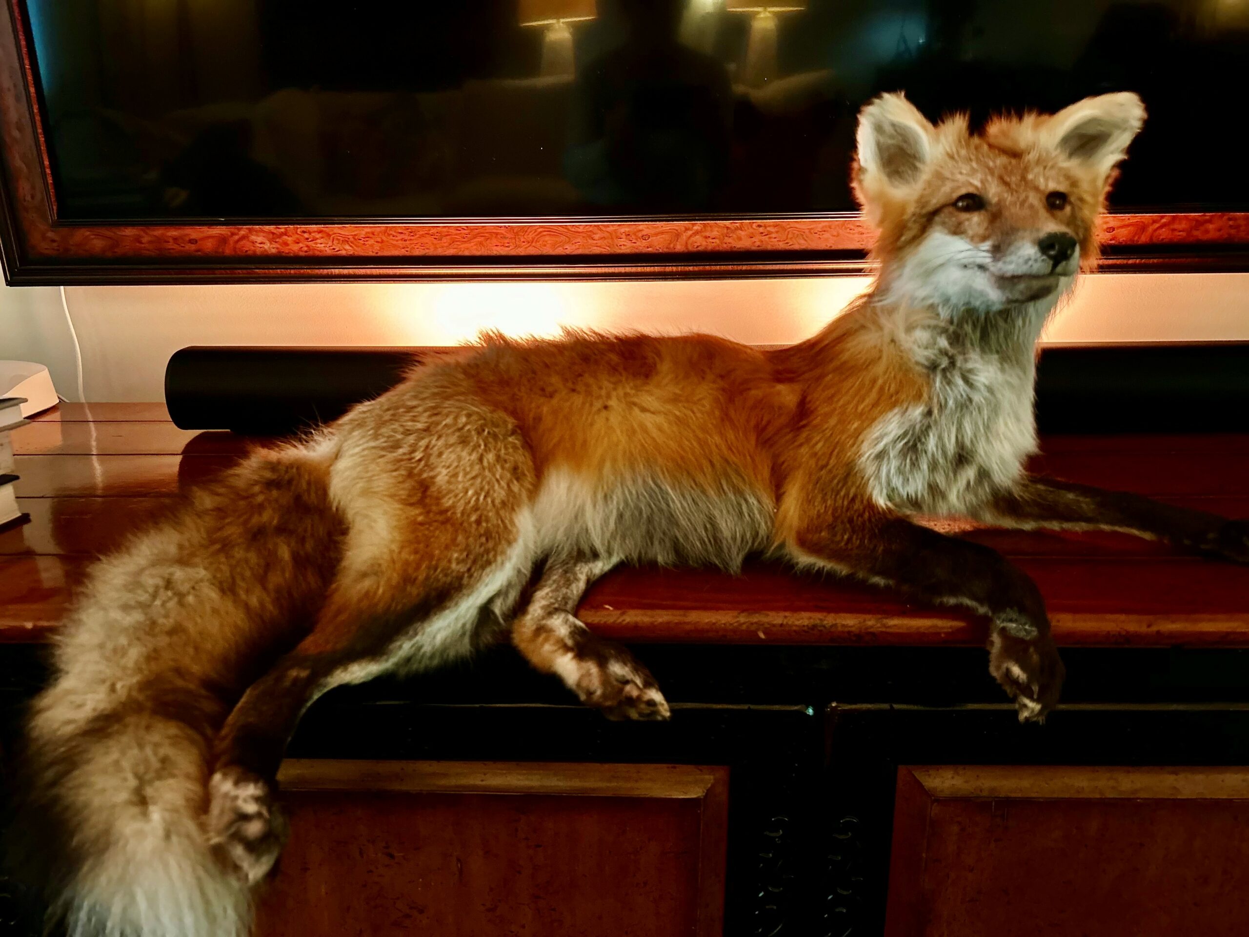 Video Round-up and the Foxhole - The Cosmic Tusk